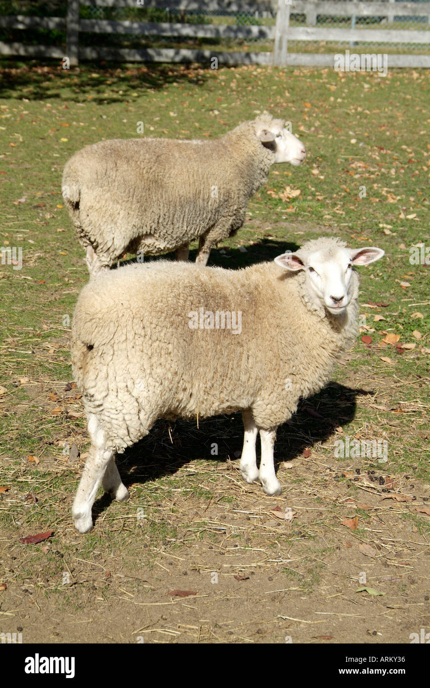Domestic Sheep lamb Stock Photo - Alamy