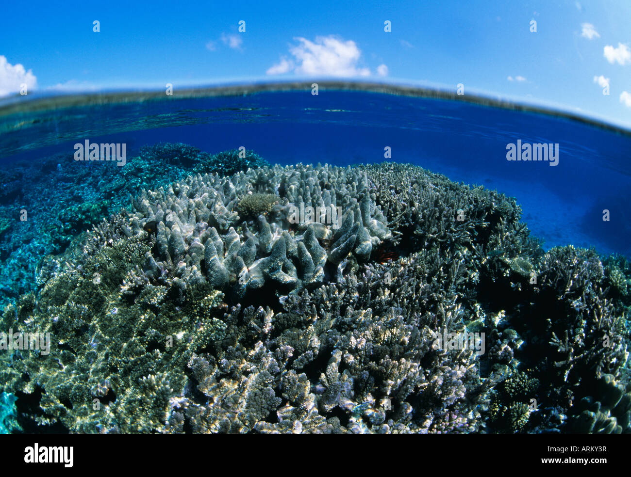 New caledonia coral reef split hi-res stock photography and images - Alamy