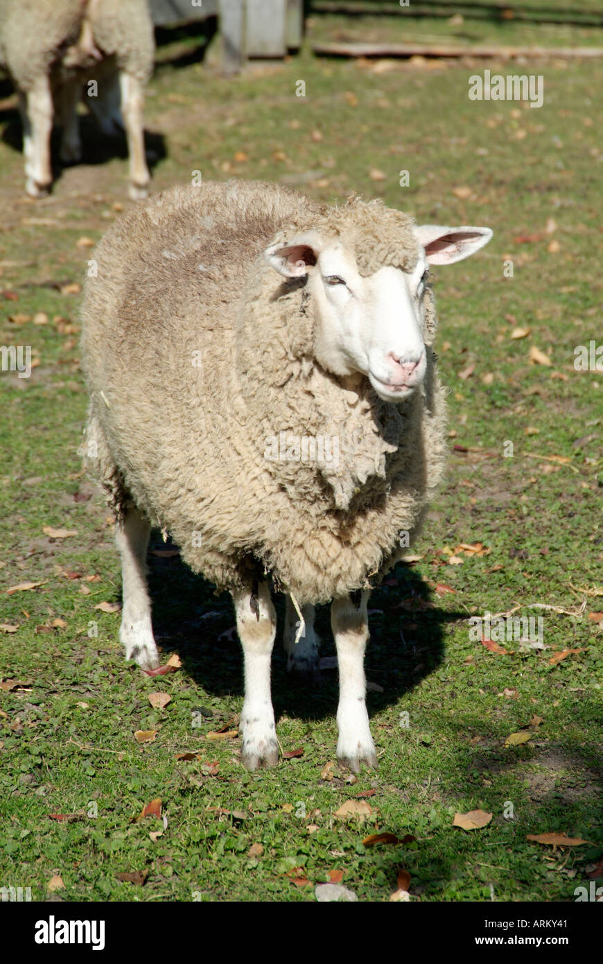 Creature animal domestic hi-res stock photography and images - Alamy