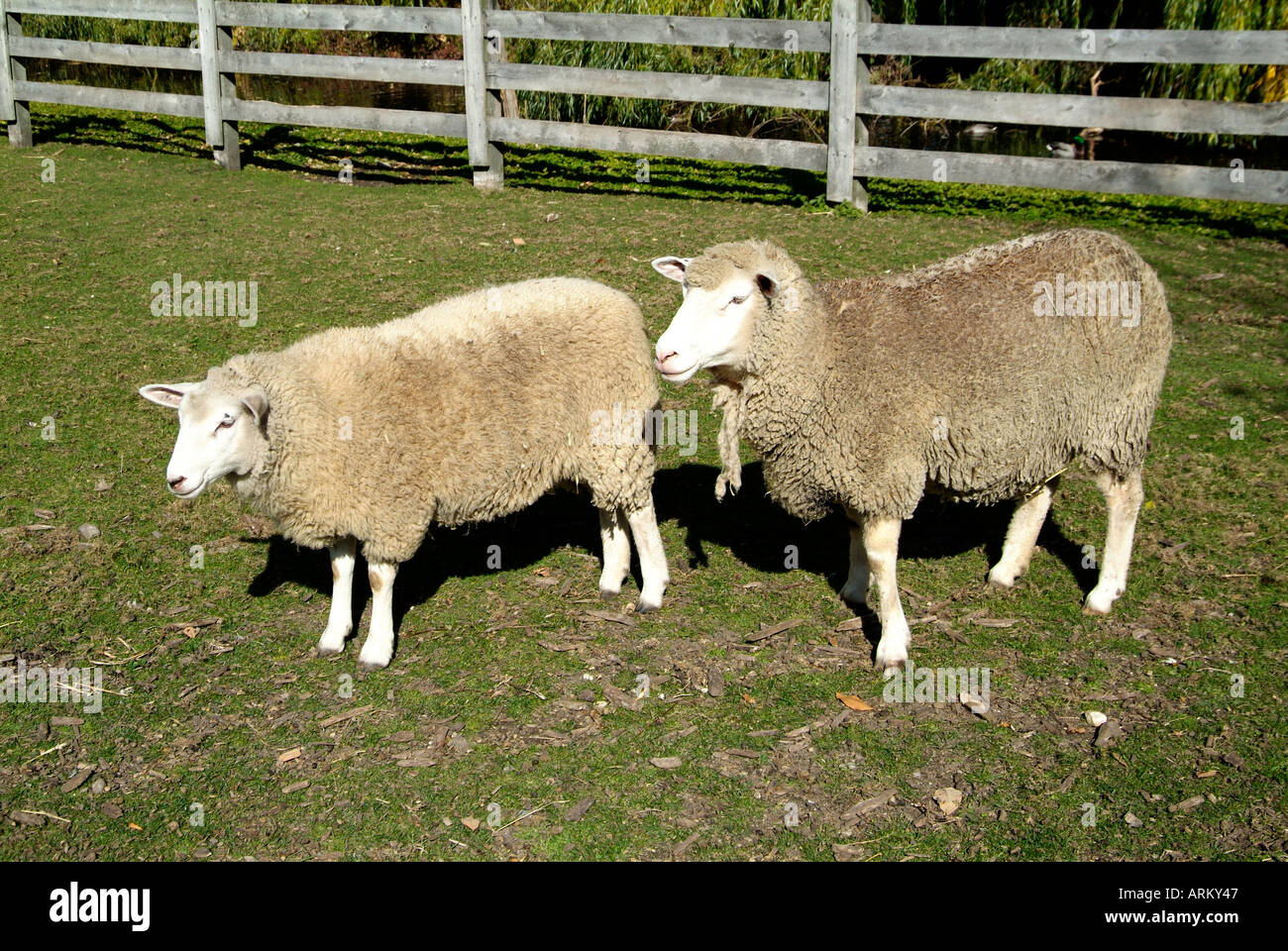 Creature animal domestic hi-res stock photography and images - Alamy