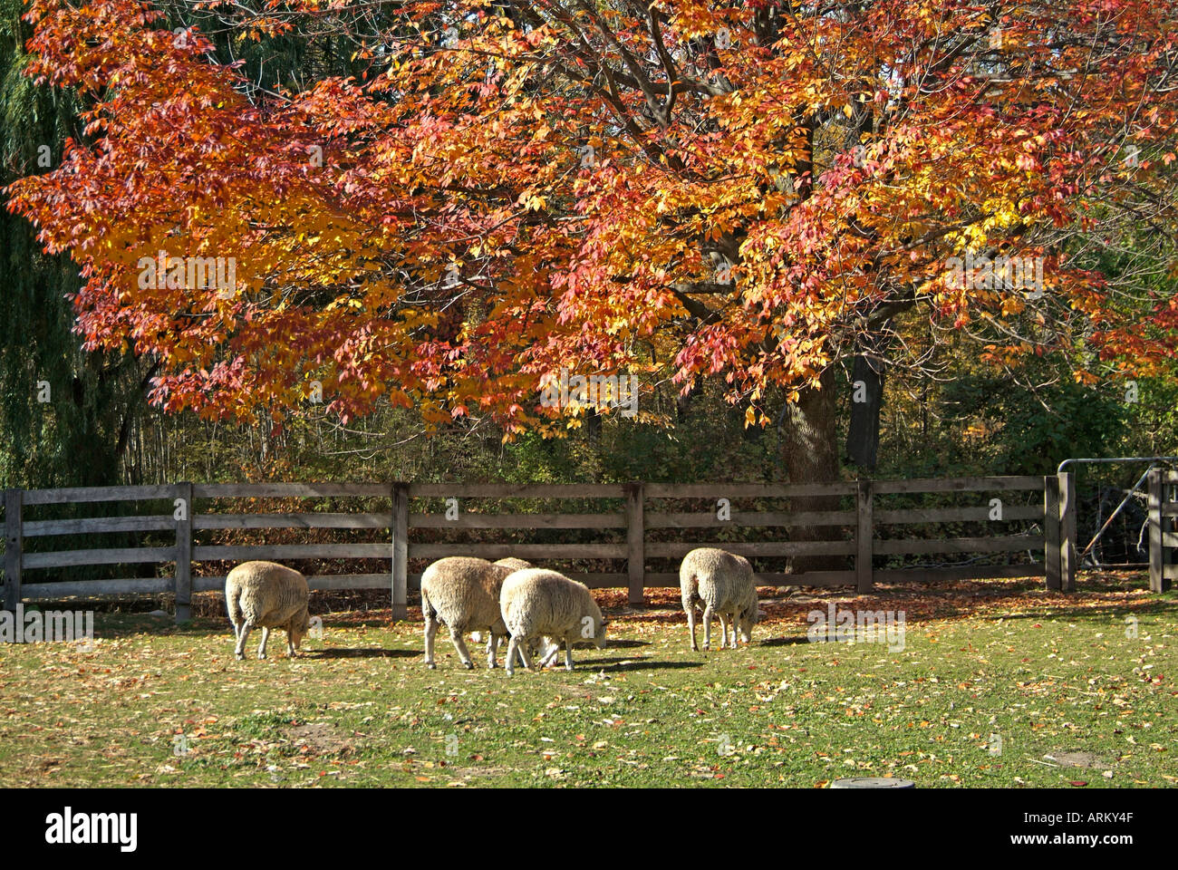 Domestic Sheep lamb Stock Photo - Alamy