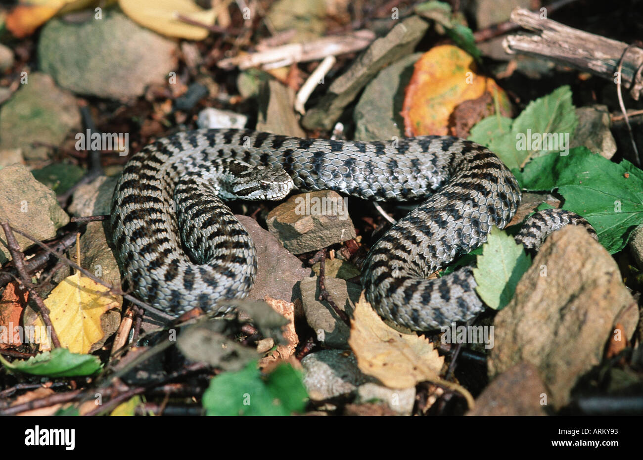 Vipera seoanei cantabrica hi-res stock photography and images - Alamy