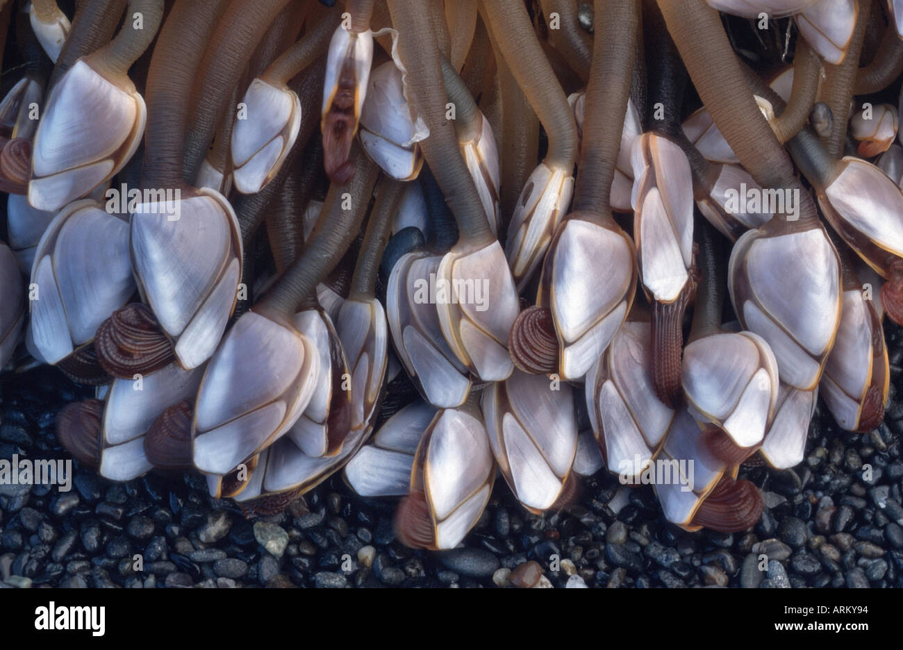 Lepas anatifera hi-res stock photography and images - Alamy