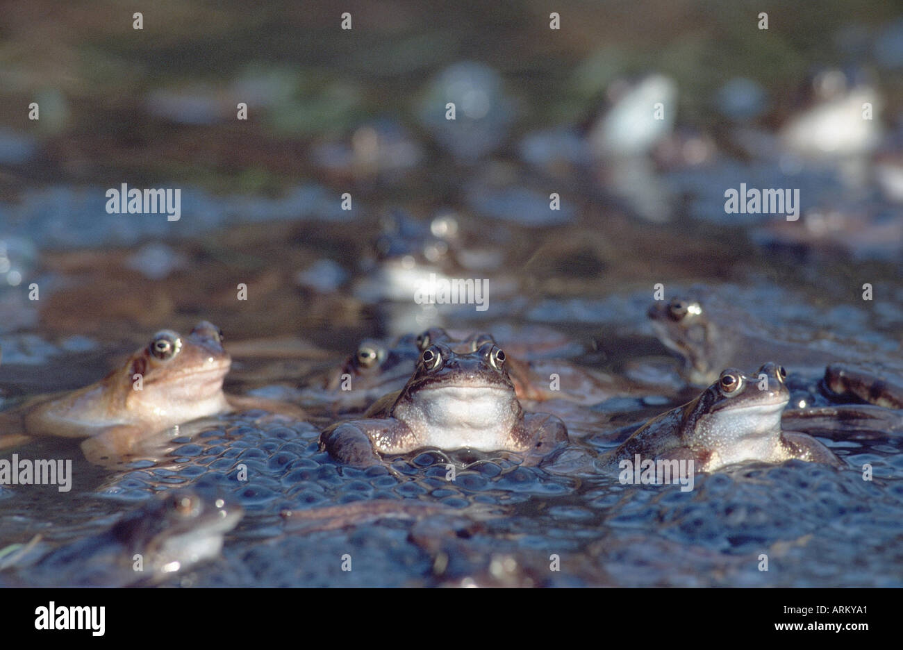 Frog spawn with male frog hi-res stock photography and images - Alamy