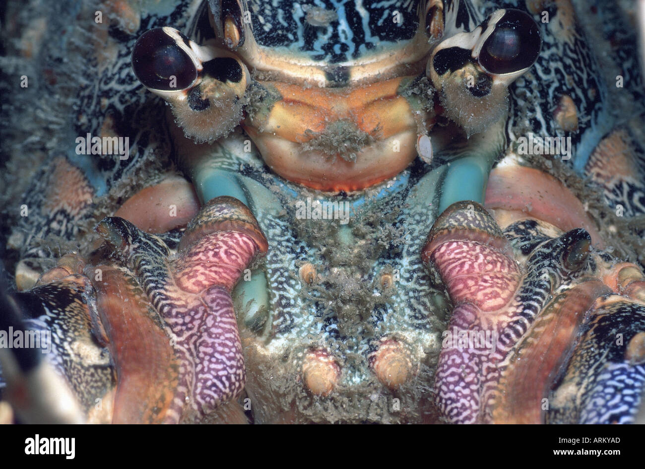 Panulirus panulirus hi-res stock photography and images - Alamy