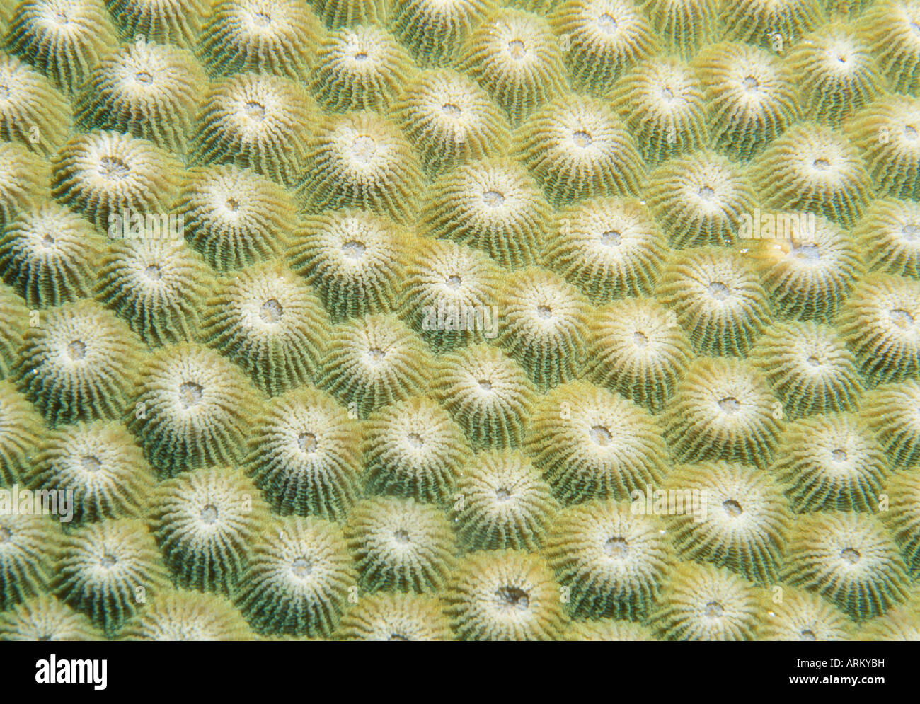 Close up of coral texture Stock Photo - Alamy
