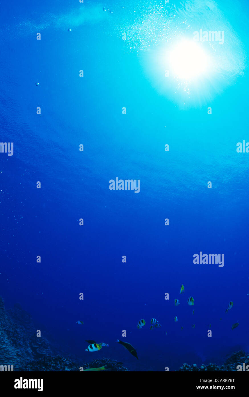 School of tropical fish in ocean, Rota, Marianas Stock Photo - Alamy