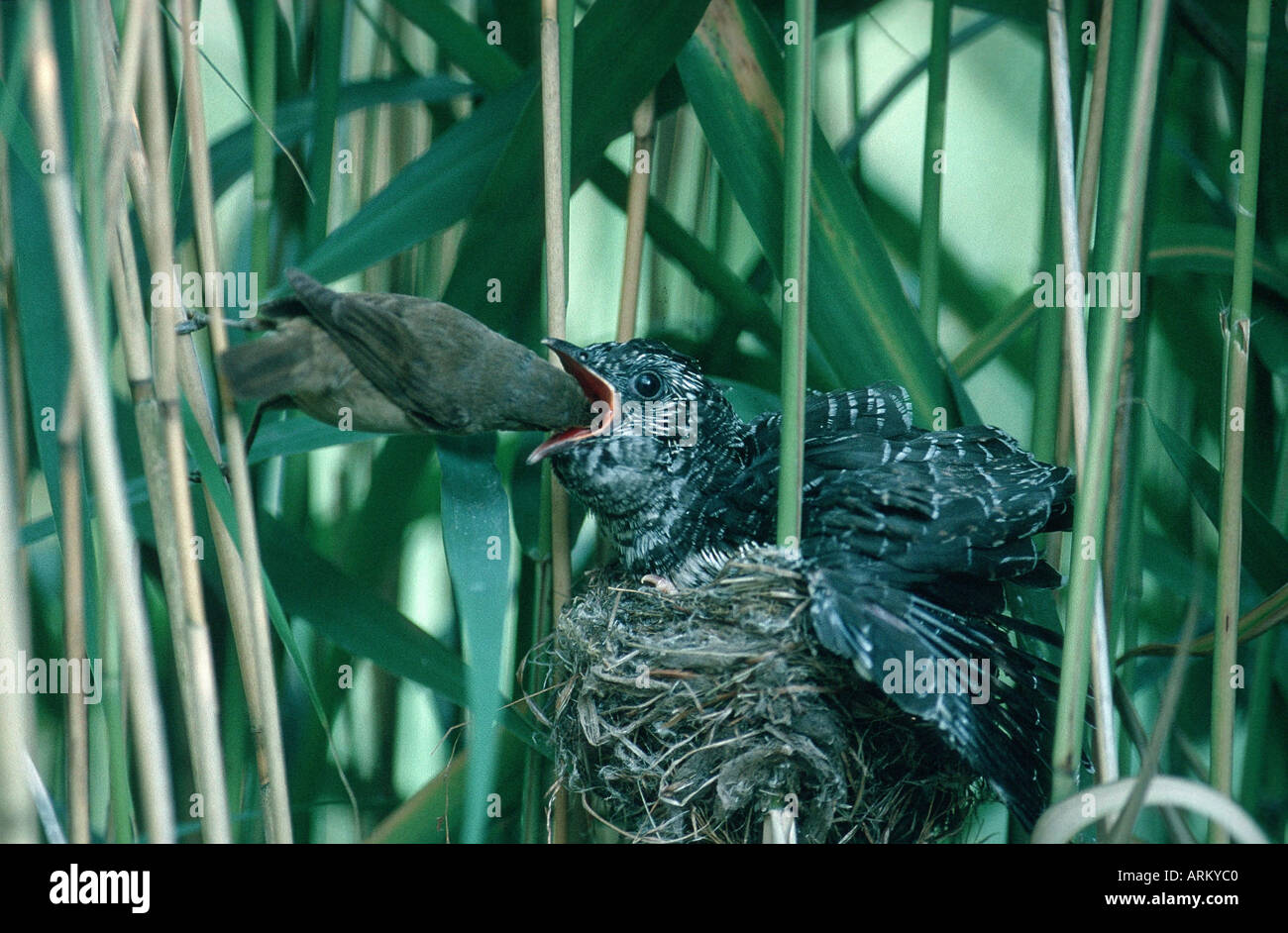 Eurasian cuckoo (Cuculus canorus Stock Photo - Alamy