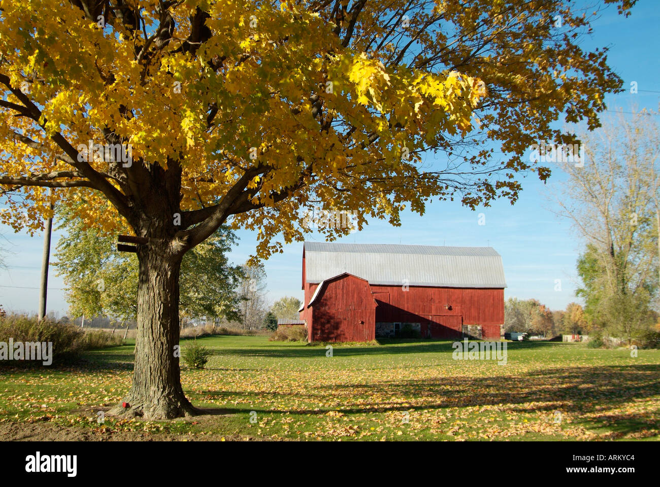 Autumn fall colors with a colorful maple tree with yellow leaves ...
