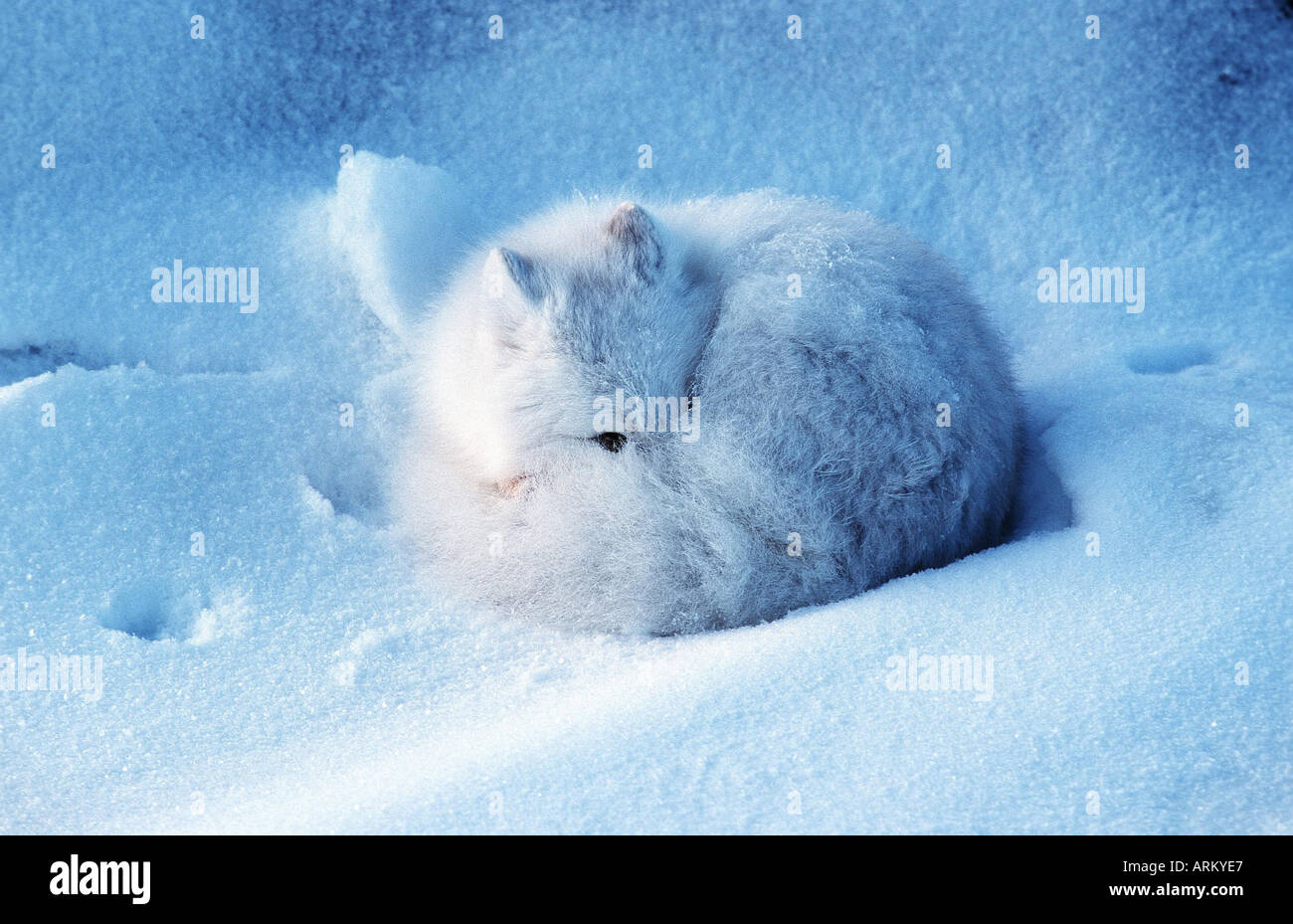 arctic fox (Alopex lagopus), resting, rolled up, lying in snow, Canada ...