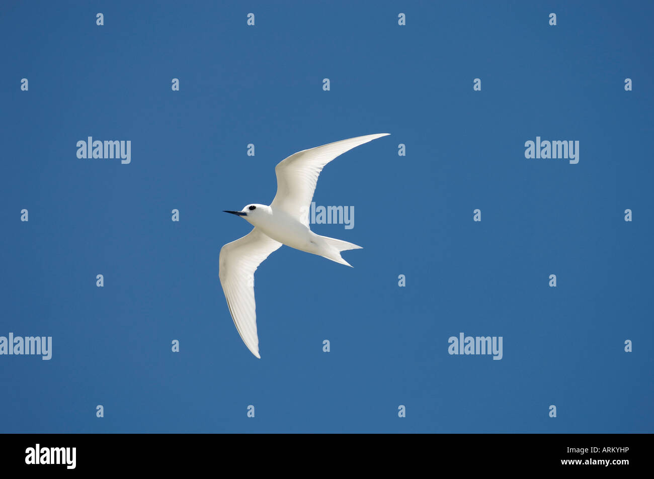 Bird island tikehau tuamotu hi-res stock photography and images - Alamy