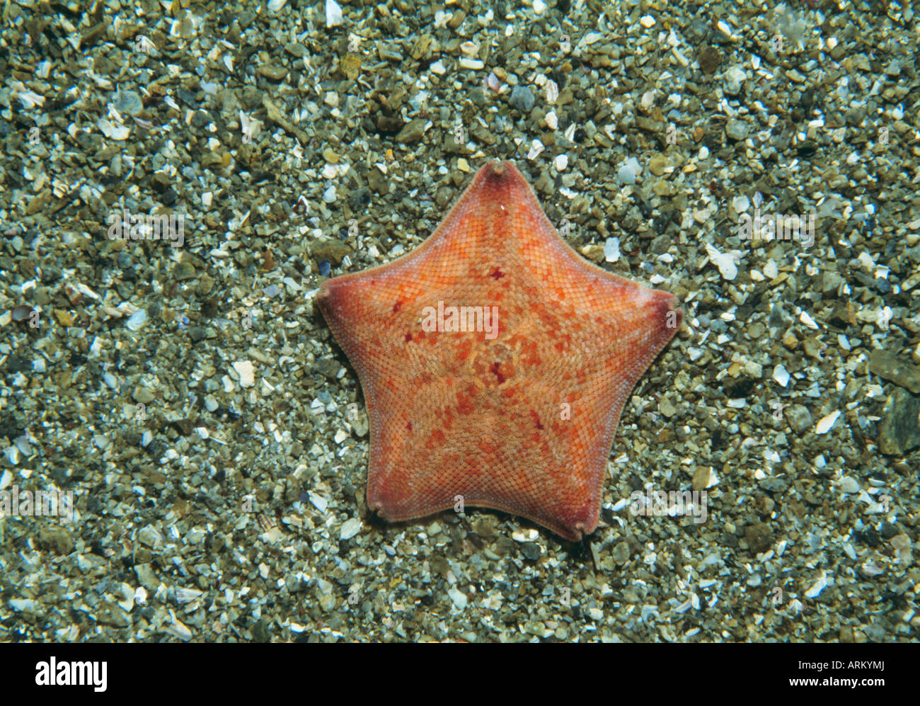 Bat sea star hi-res stock photography and images - Alamy