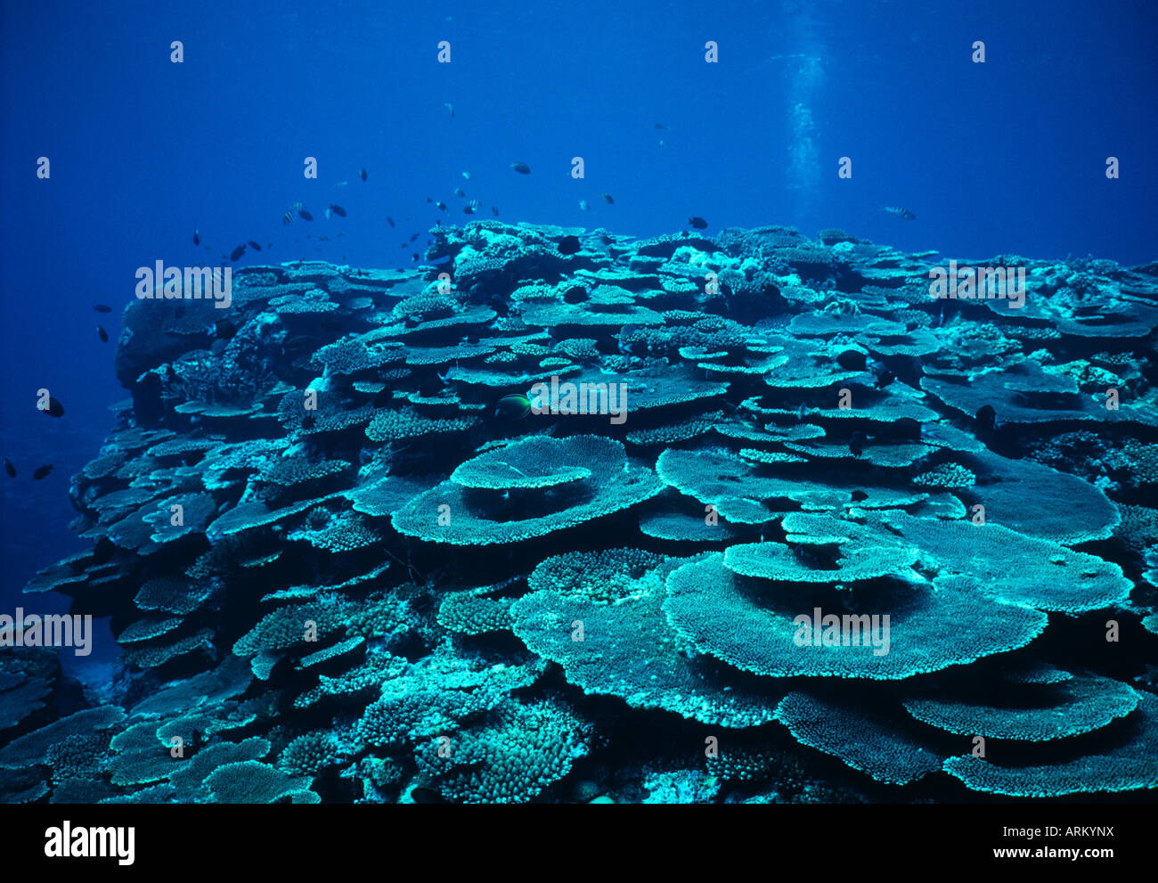 Coral Reefs(Acropora Hyacinthus), Okinawa, Japan Stock Photo - Alamy