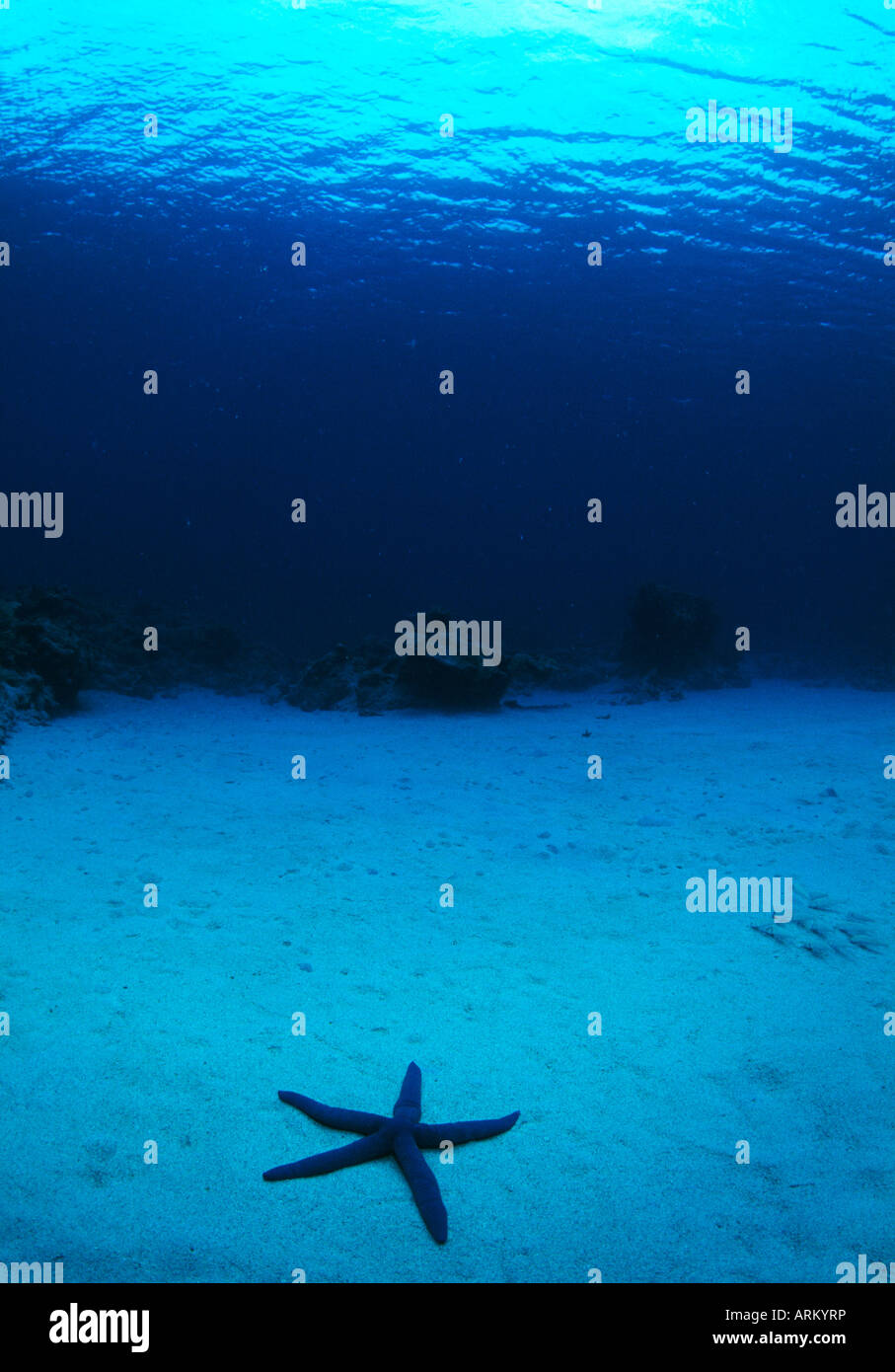 Starfish japan hi-res stock photography and images - Alamy