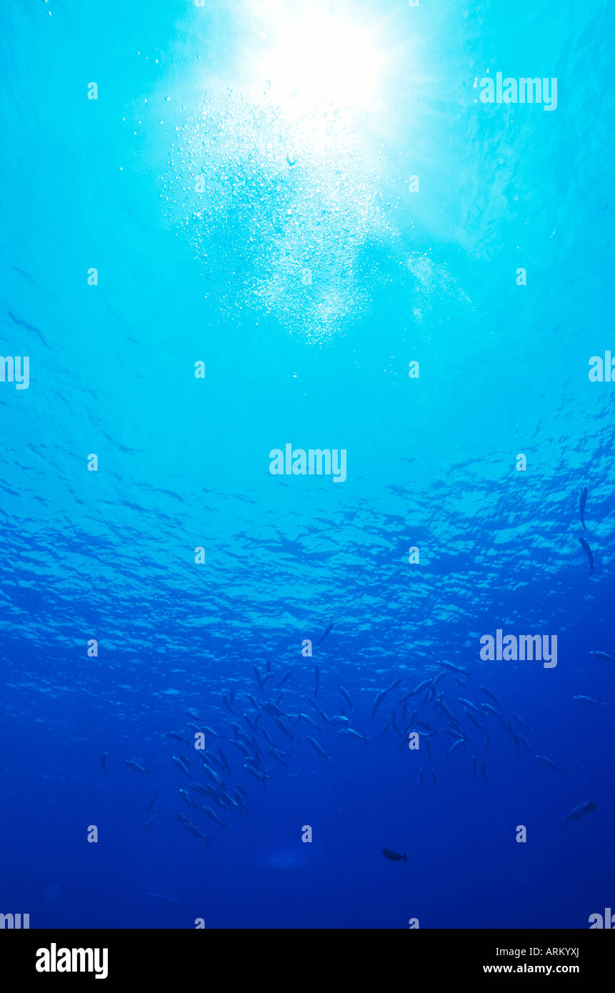 Looking up surface from underwater hi-res stock photography and images ...