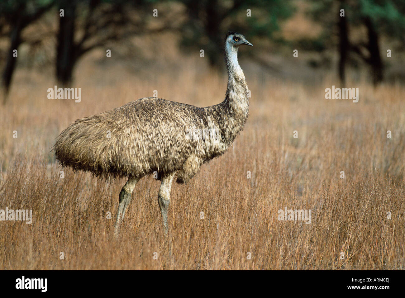 Flinders ranges emu hi-res stock photography and images - Alamy