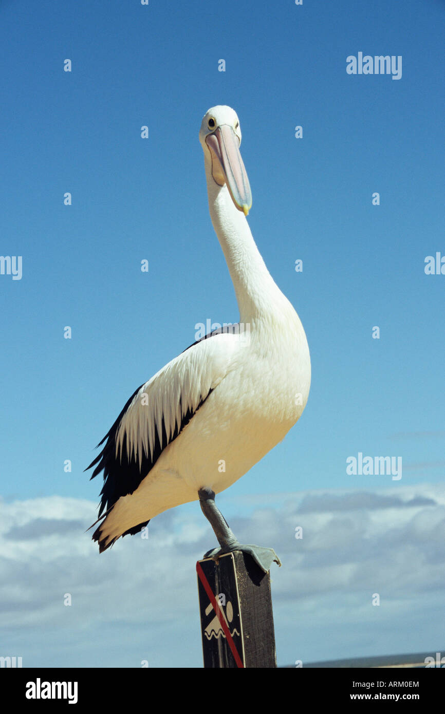Australian pelican, Pelecanus conspicillatus, Shark Bay, Western ...