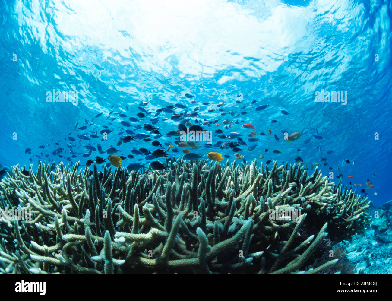 Coral reef scene, East Malaysia, Borneo Stock Photo - Alamy