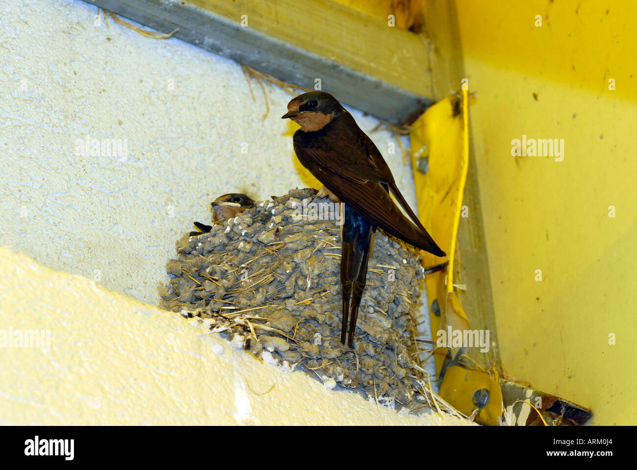 Barn Swallow bird at the nest with young birds Stock Photo - Alamy