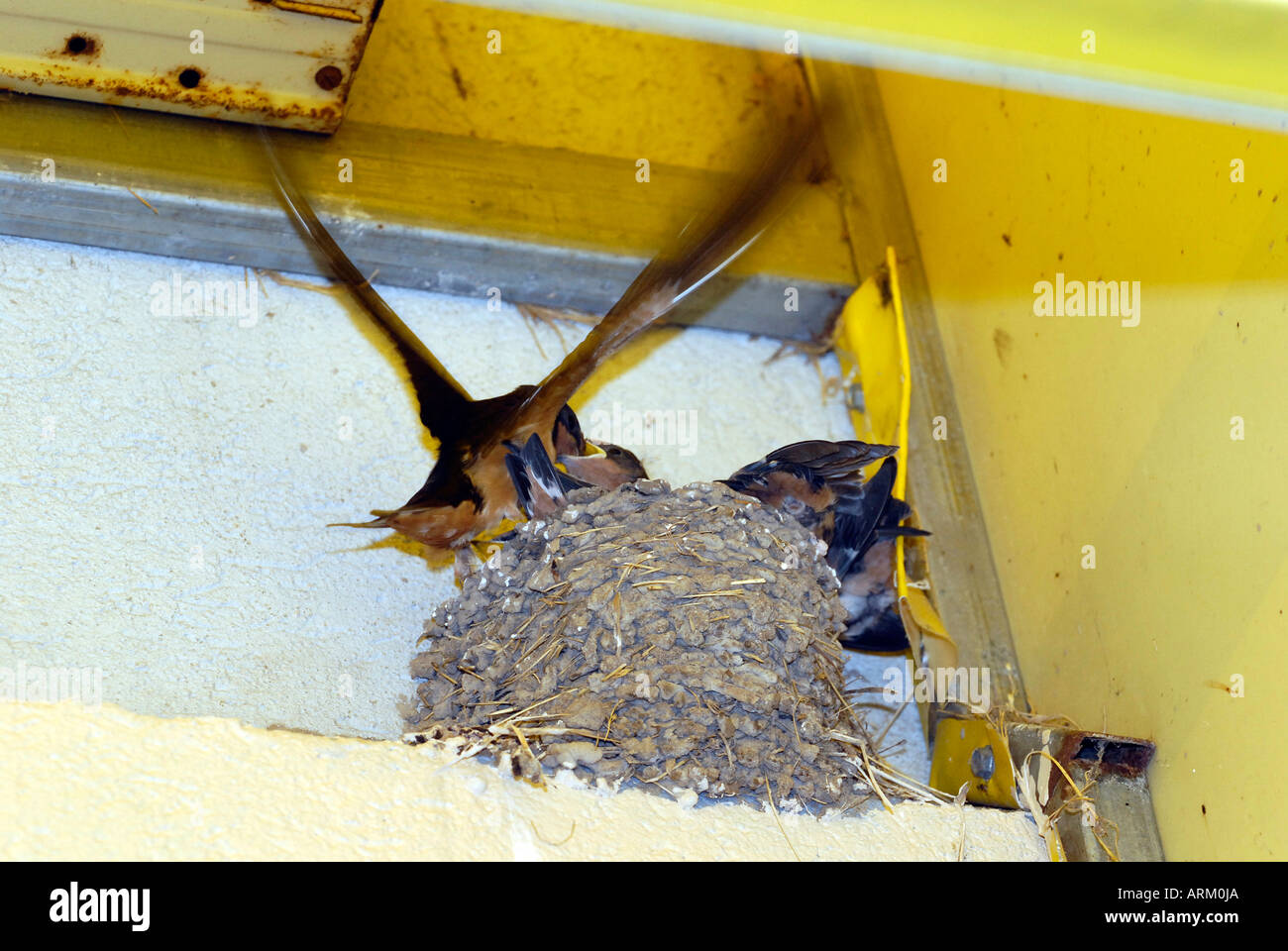 Barn Swallow bird at the nest with young birds Stock Photo - Alamy