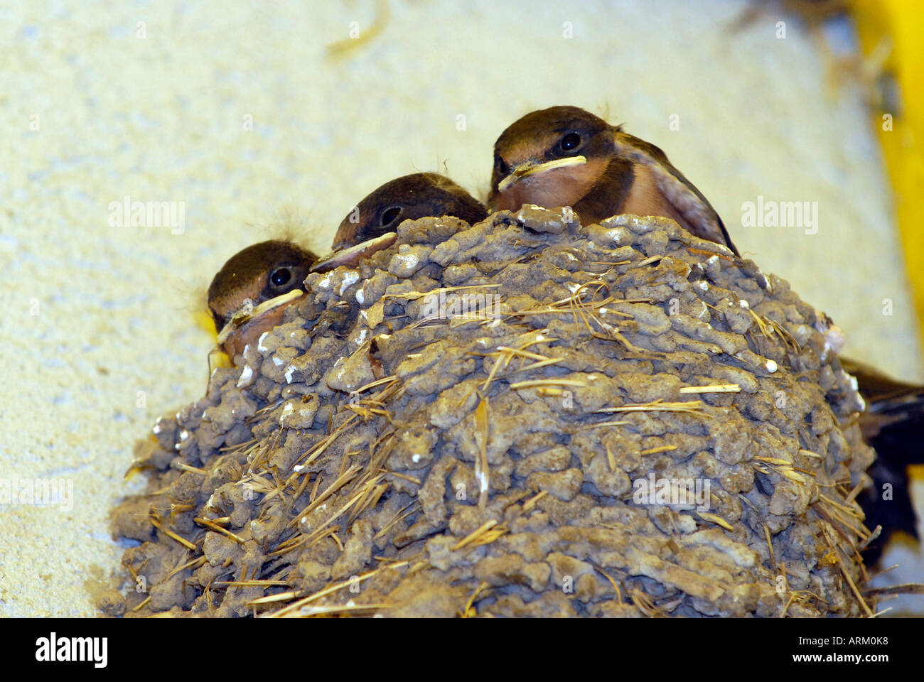 Barn Swallow bird at the nest with young birds Stock Photo - Alamy