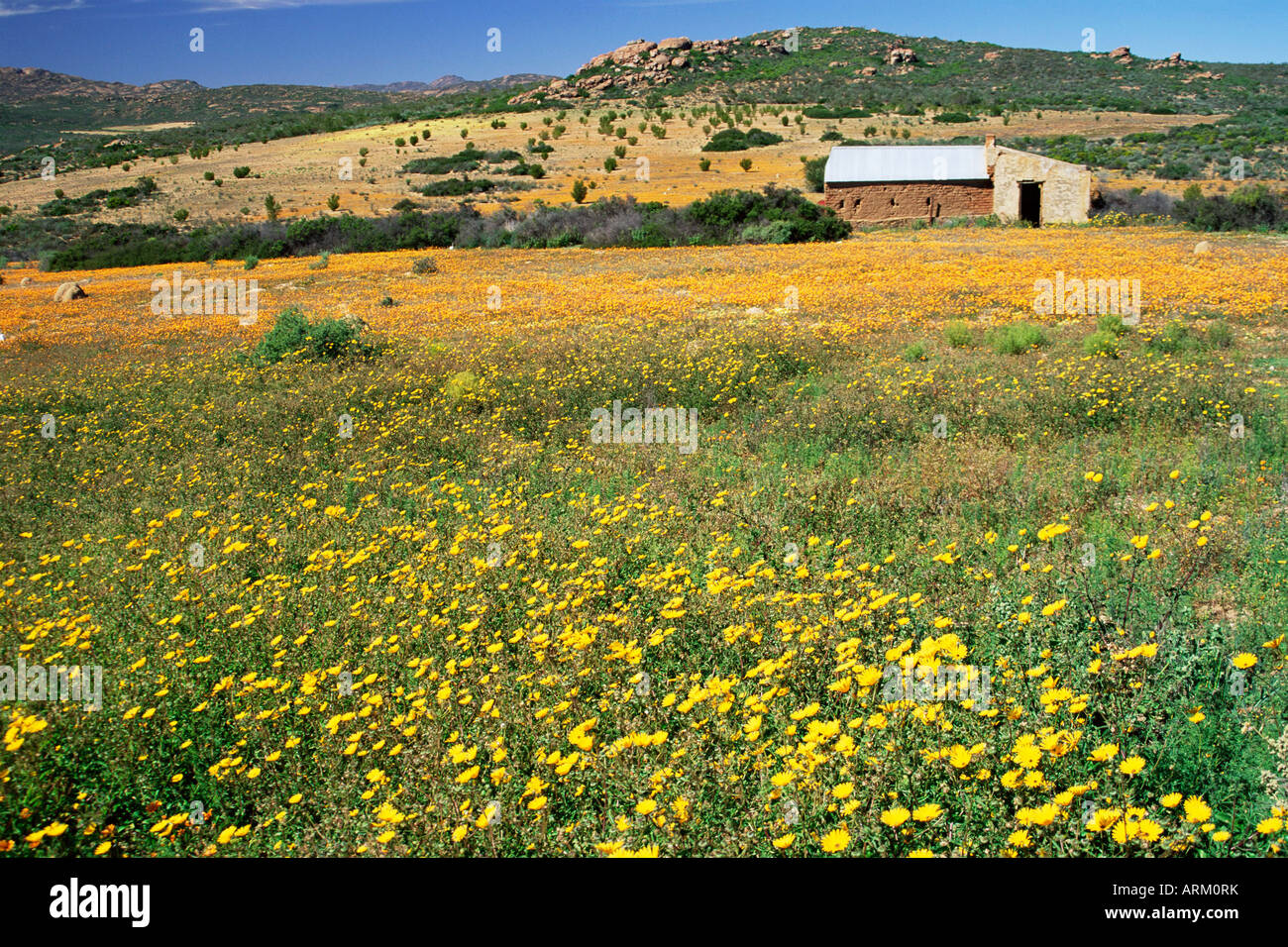 Spring flower carpet, Namaqua National Park, South Africa, Africa Stock ...