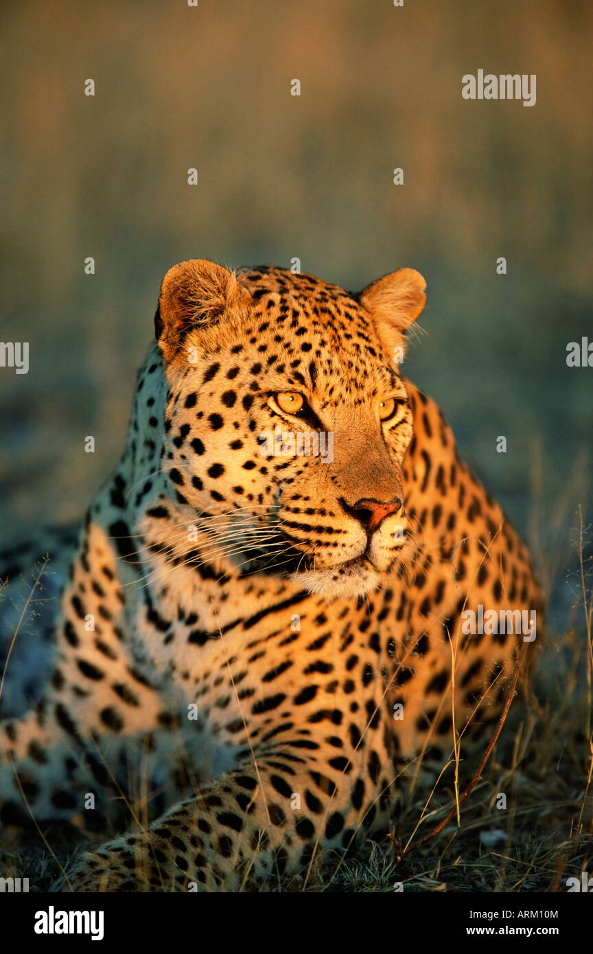 Male leopard, Panthera pardus, in captivity, Namibia, Africa Stock ...