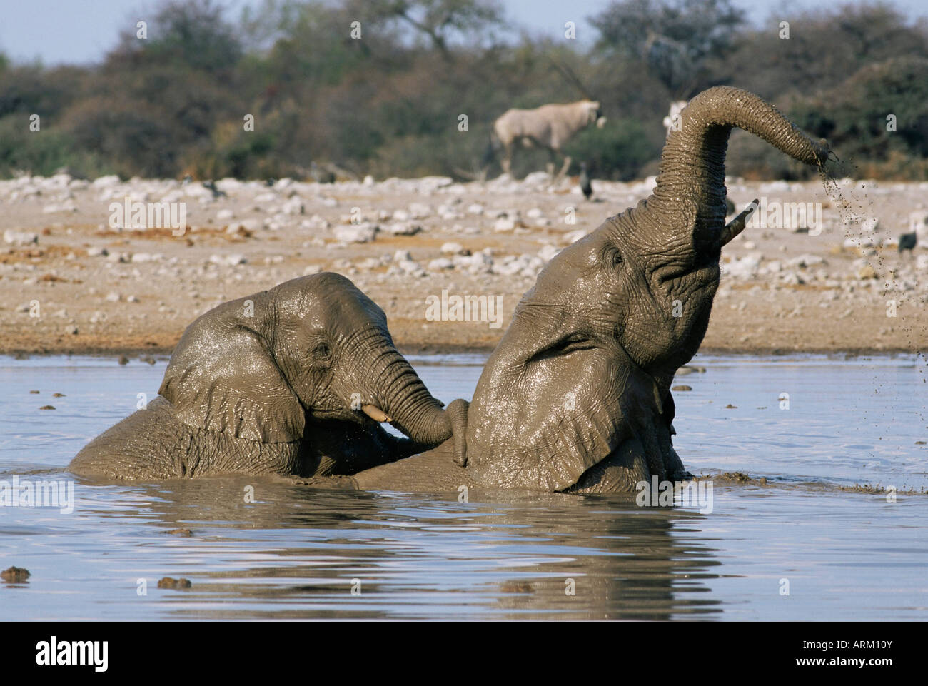 Bathing african elephants hi-res stock photography and images - Alamy