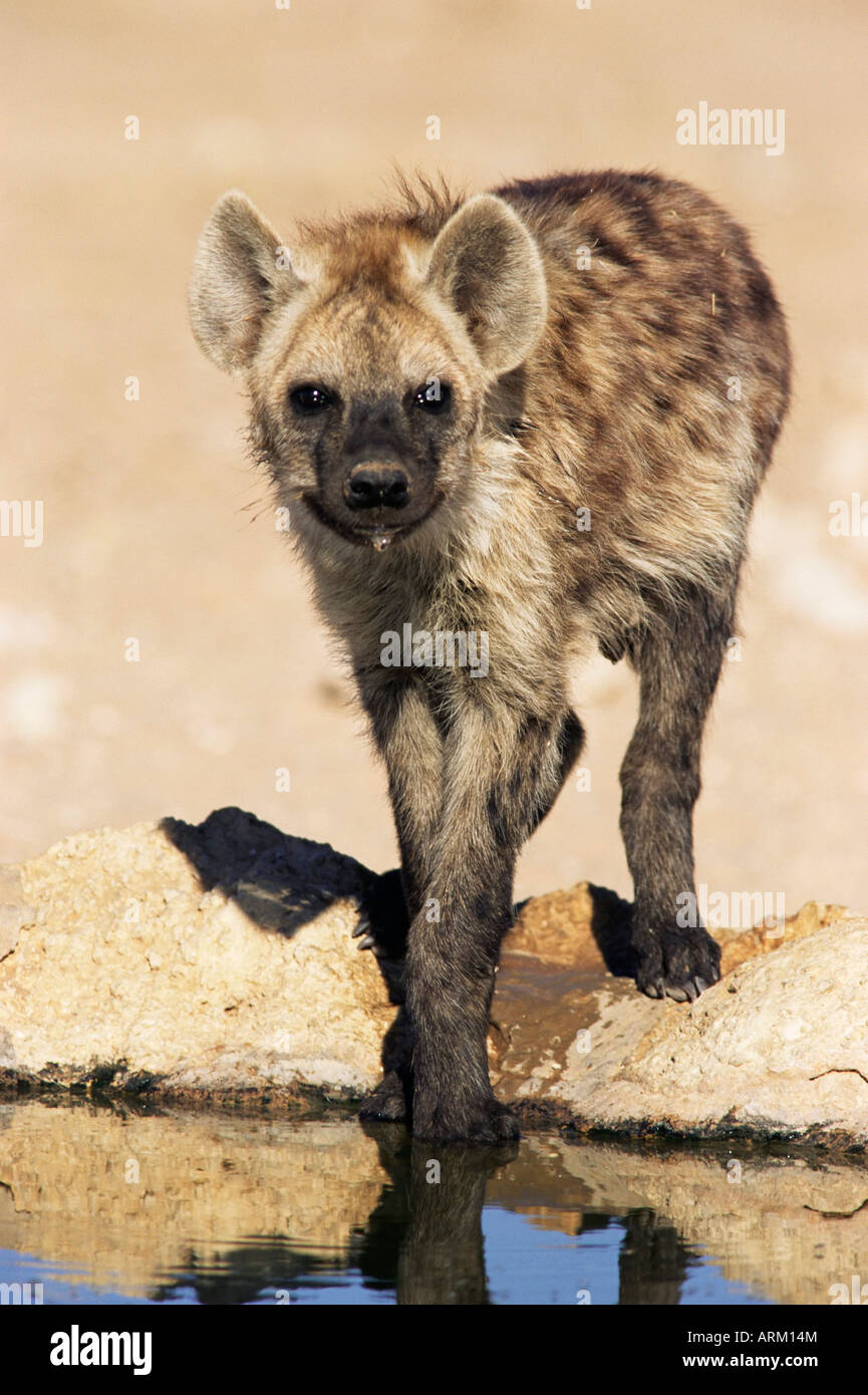 Spotted hyena, Crocuta crocuta, Kgalagadi Transfrontier Park, South ...