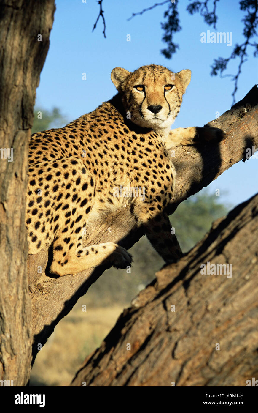 Cheetah sitting in tree hi-res stock photography and images - Alamy