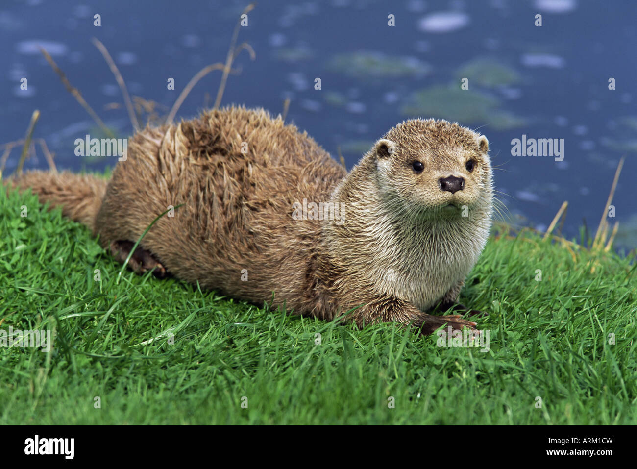 Otter (Lutra lutra), Otter Trust North Pennine Reserve, Barnard Castle ...