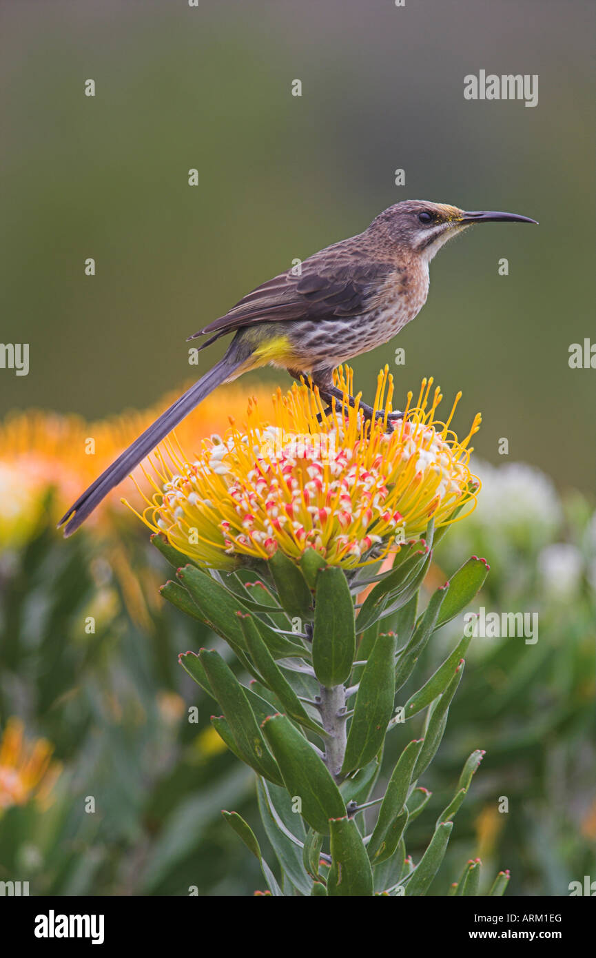 Cape sugarbird kirstenbosch botanical gardens cape town hi-res stock ...