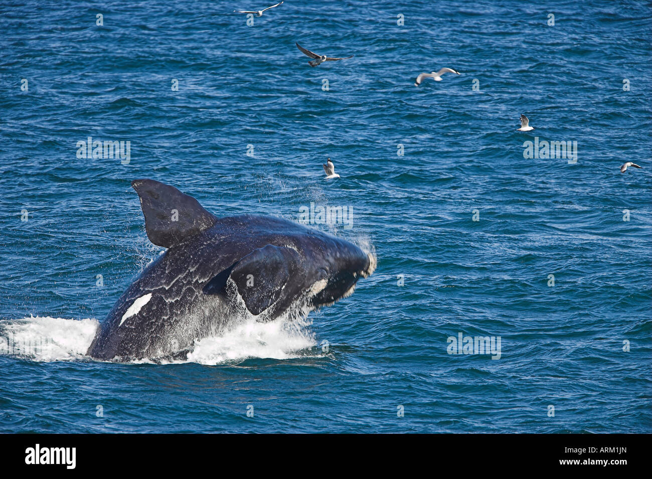 Southern right whale, Eubalaena australis, Hermanus, South Africa Stock ...