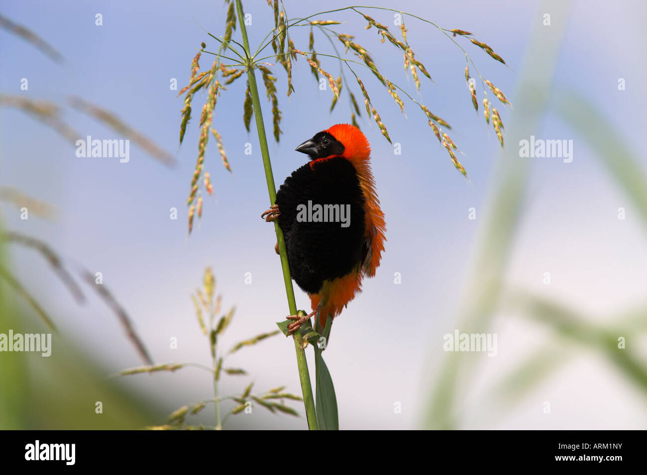 Southern red bishop euplectes orix hi-res stock photography and images ...