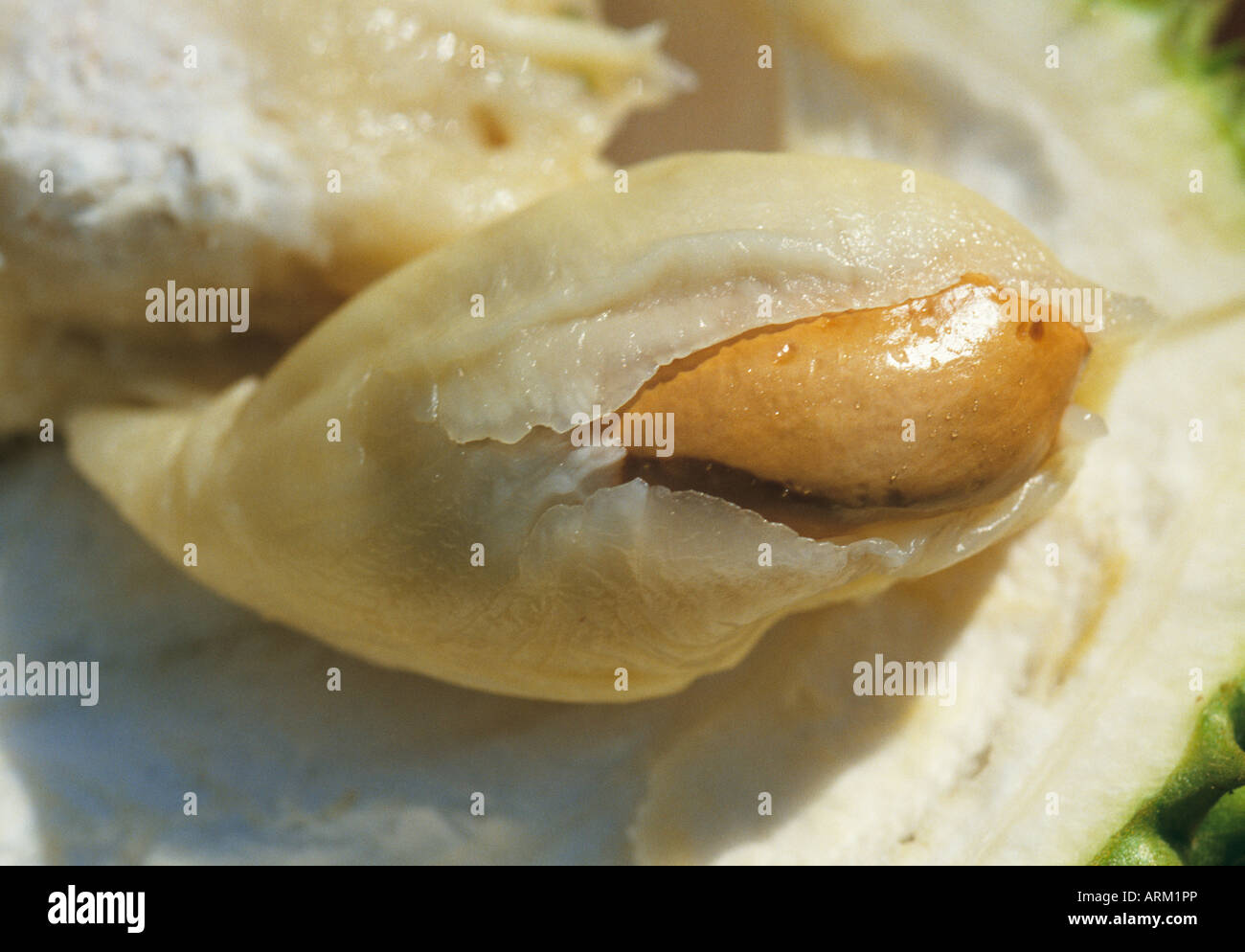 Durian seeds hi-res stock photography and images - Alamy Durian seeds hi-res stock photography and images - Alamy