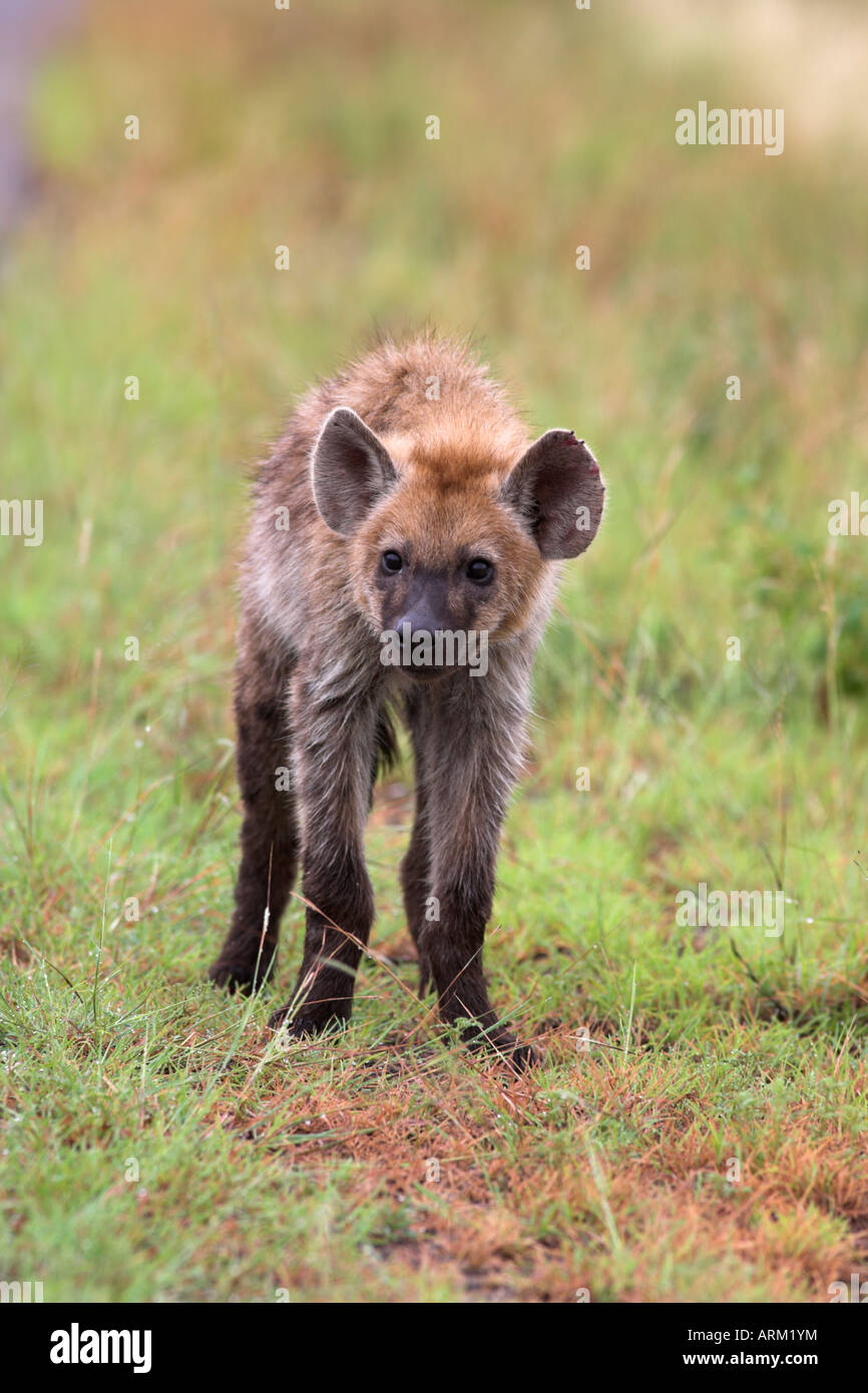 Young spotted hyena (Crocuta crocuta), Kruger National Park, Mpumalanga ...
