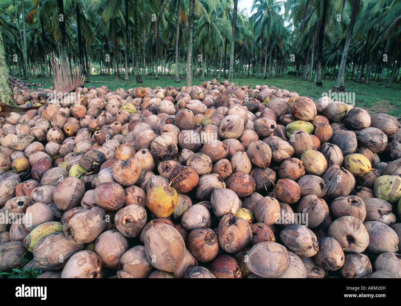 Thailand coconut plantations hi-res stock photography and images - Alamy