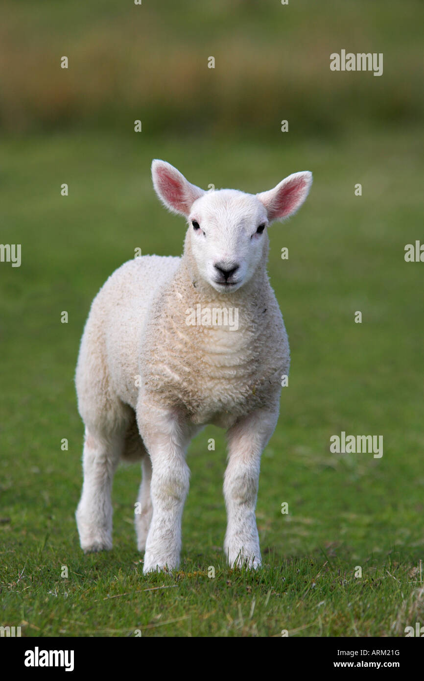 Scotland spring animals hi-res stock photography and images - Alamy