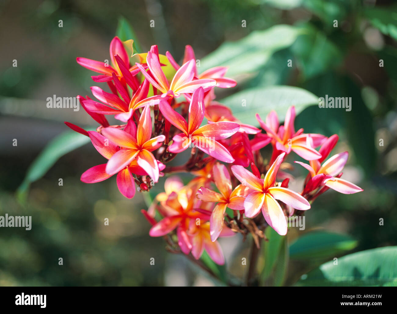 Tropical flower, New Caledonia Stock Photo - Alamy