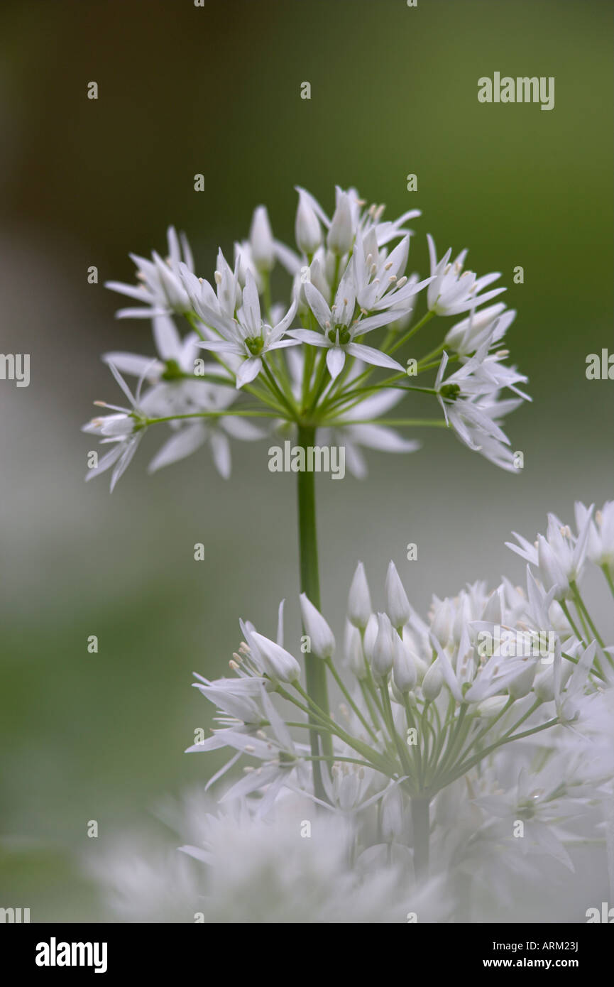 Close-up of wild garlic flower (ramson) (Allium ursinum), Lancashire ...