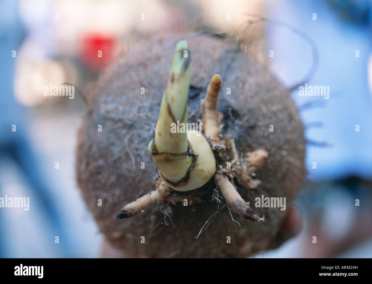 Root of coconut Stock Photo - Alamy