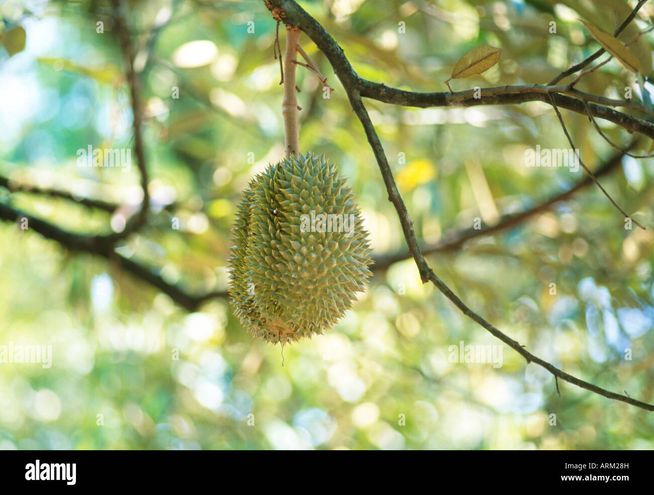 Durian Leaves High Resolution Stock Photography and Images - Alamy