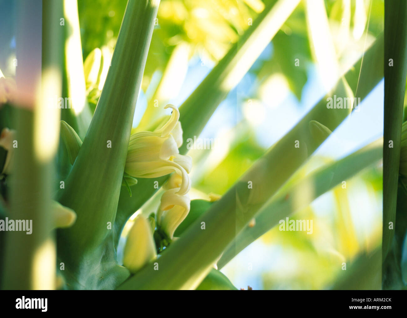 Papaya tree, Fiji Stock Photo - Alamy