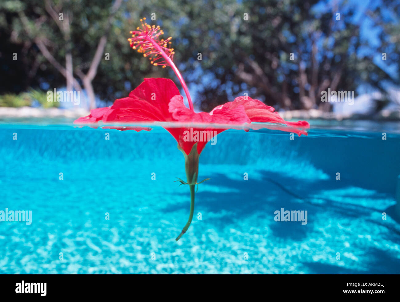 Hibuscus Flower floats in Swimming Pool Stock Photo - Alamy