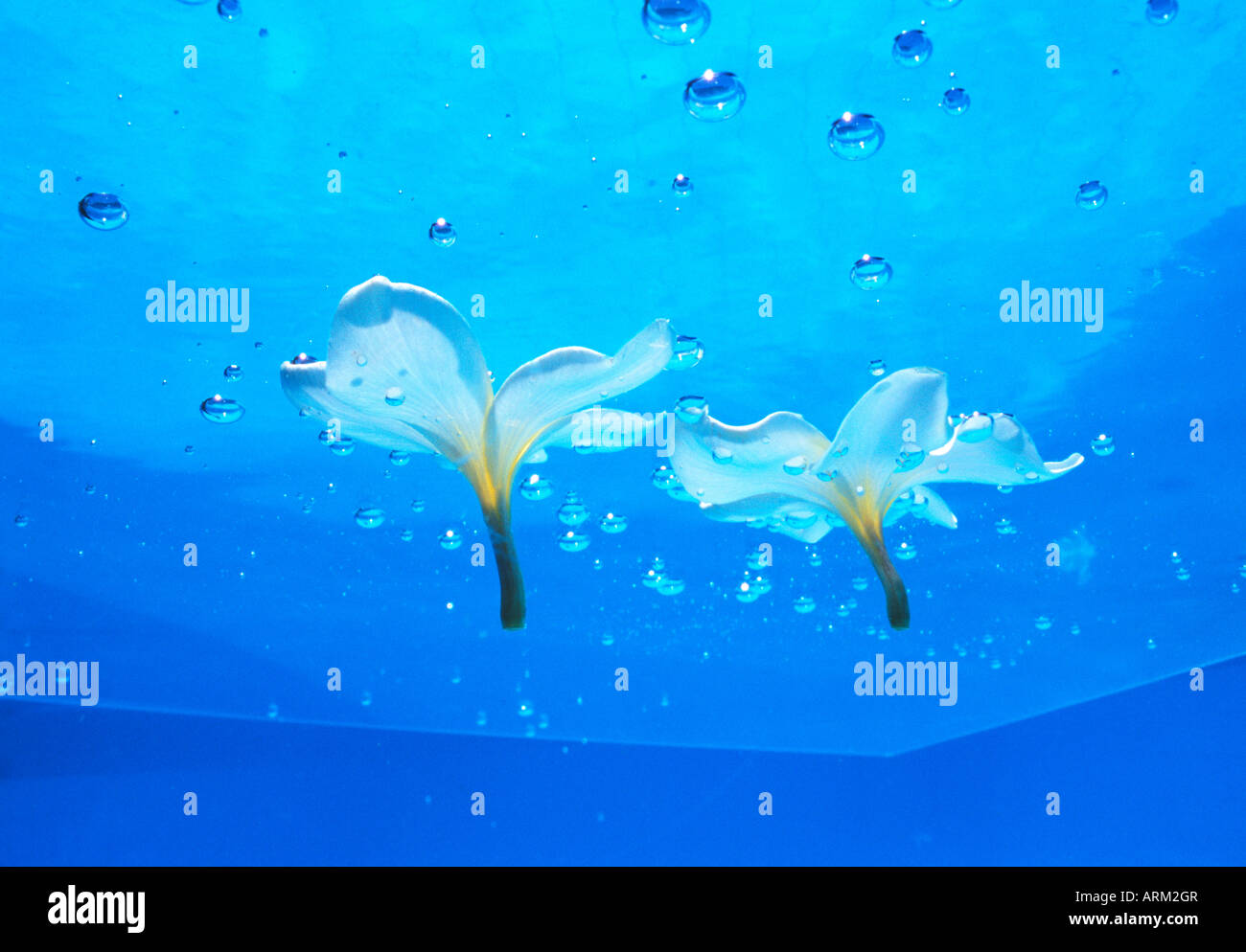 Underwater florals hi-res stock photography and images - Alamy