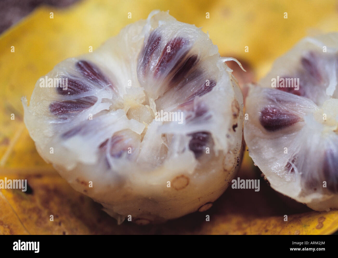 Noni seeds hi-res stock photography and images - Alamy