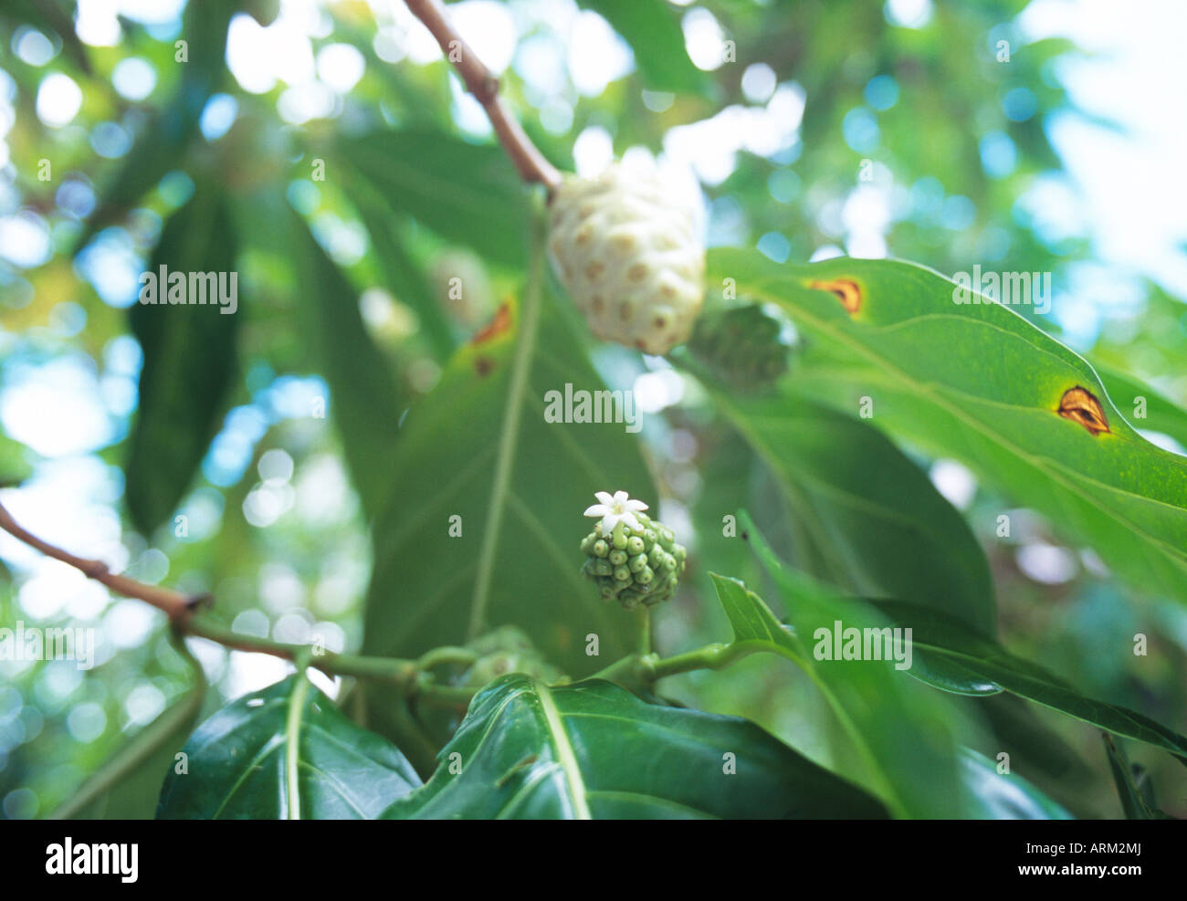 Noni tree(Morinda Citrifolia), East Malaysia Stock Photo - Alamy