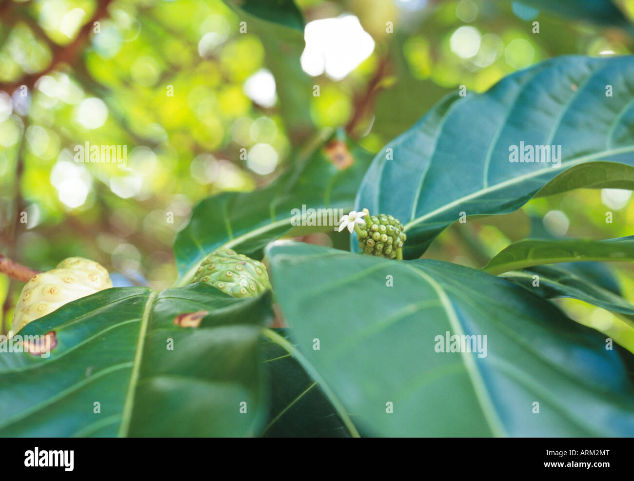 Noni tree(Morinda Citrifolia), East Malaysia Stock Photo - Alamy