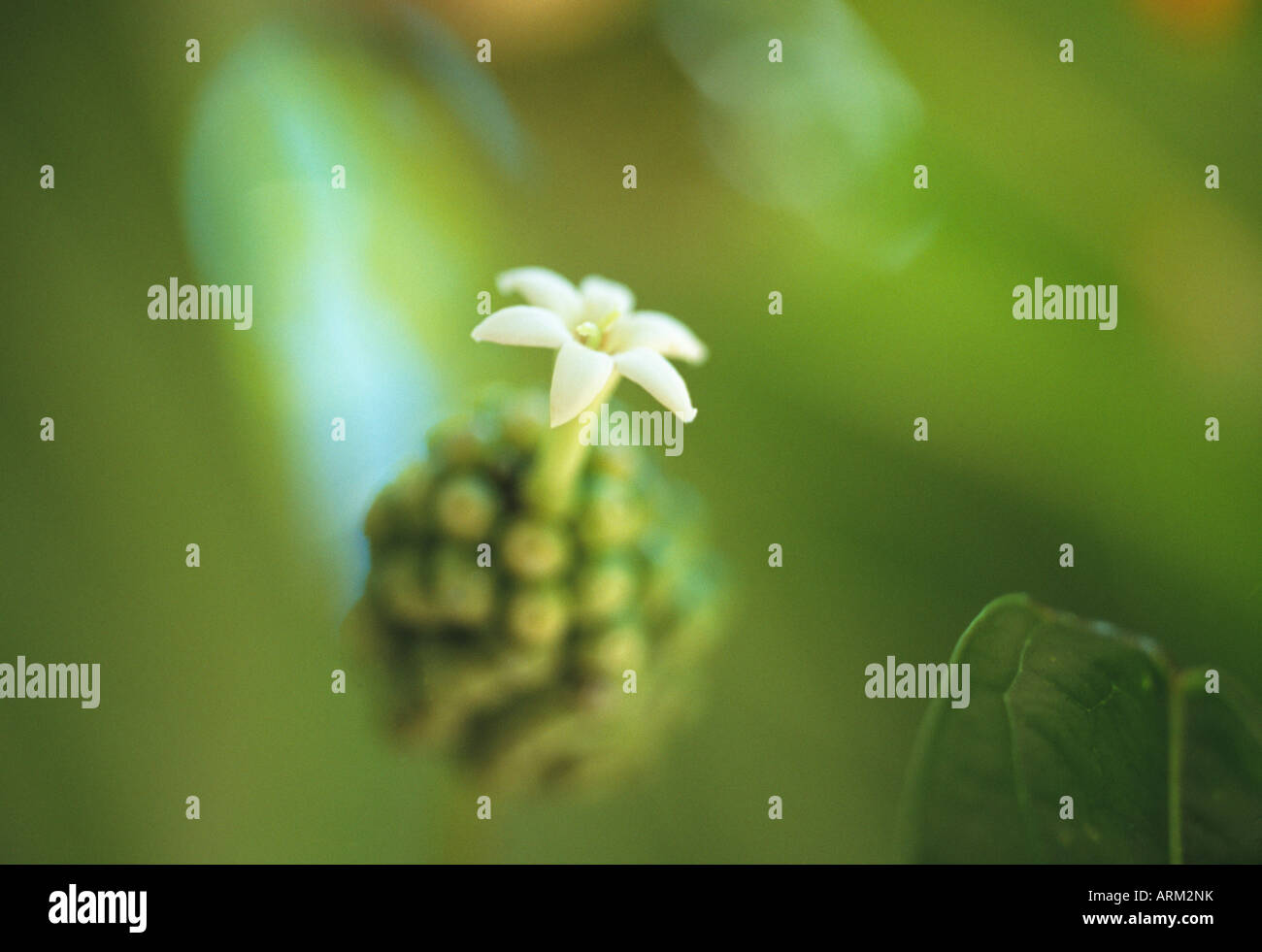 Noni flower(Morinda Citrifolia), East Malaysia Stock Photo - Alamy