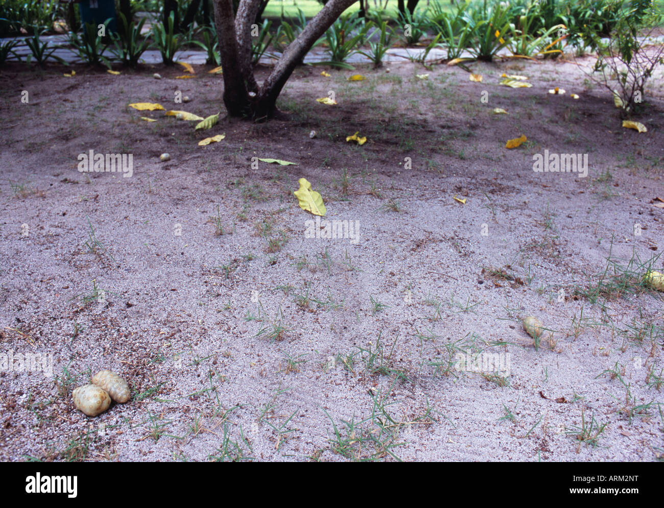 Noni tree and Noni(Morinda Citrifolia), East Malaysia Stock Photo - Alamy